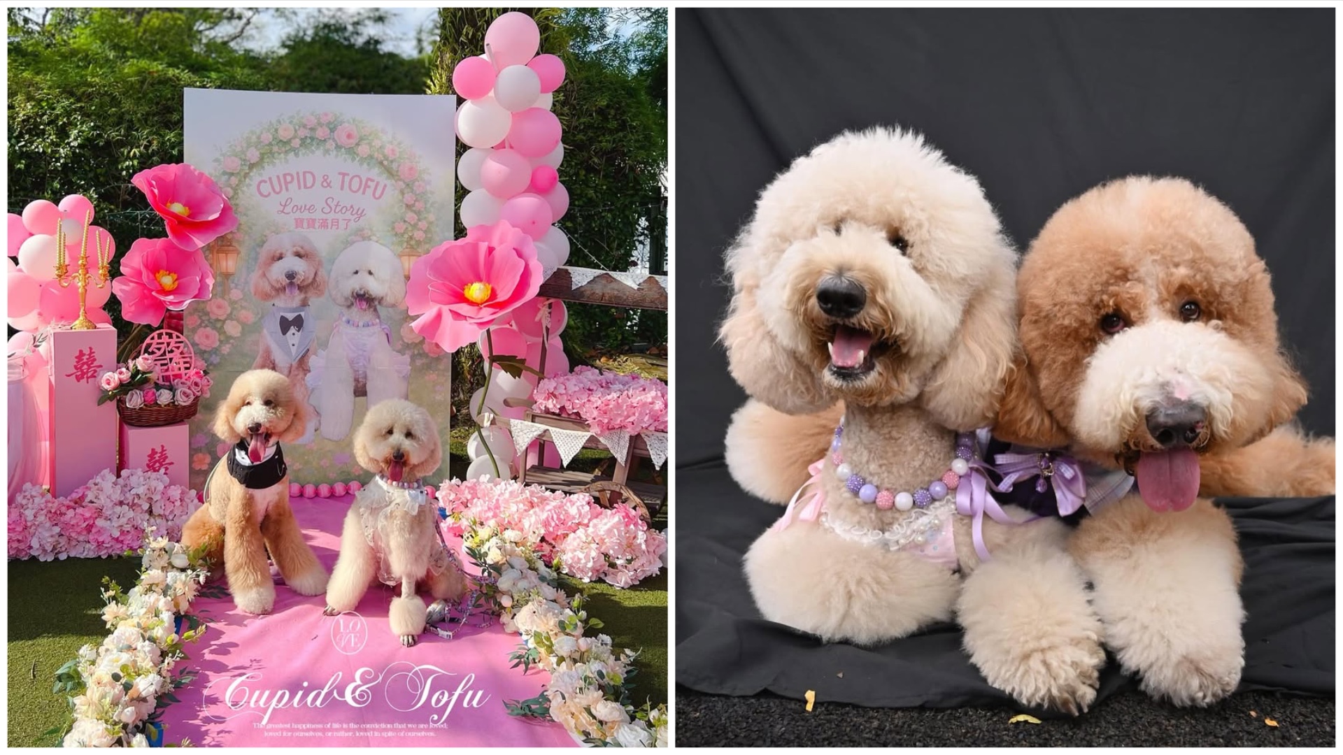These Poodles’ Wedding Is The Cutest Thing You’ll See On The Internet Today